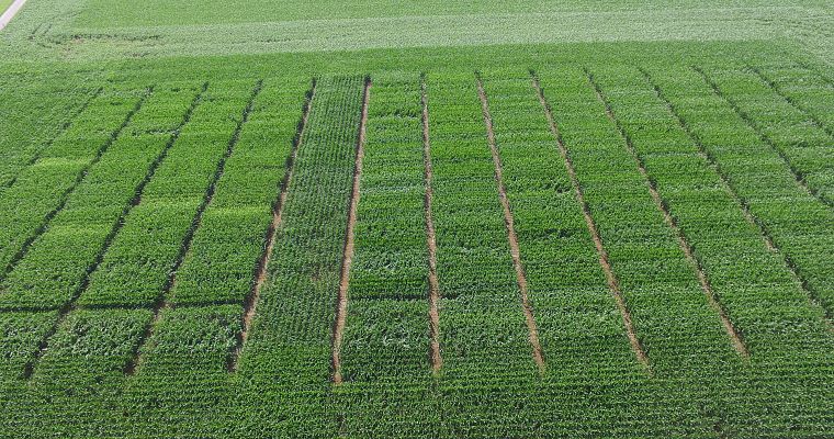 Research & Development - Wheat Tech