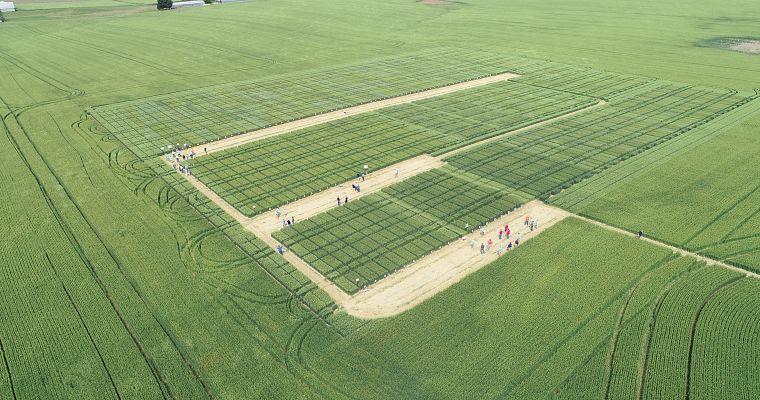 Research & Development - Wheat Tech